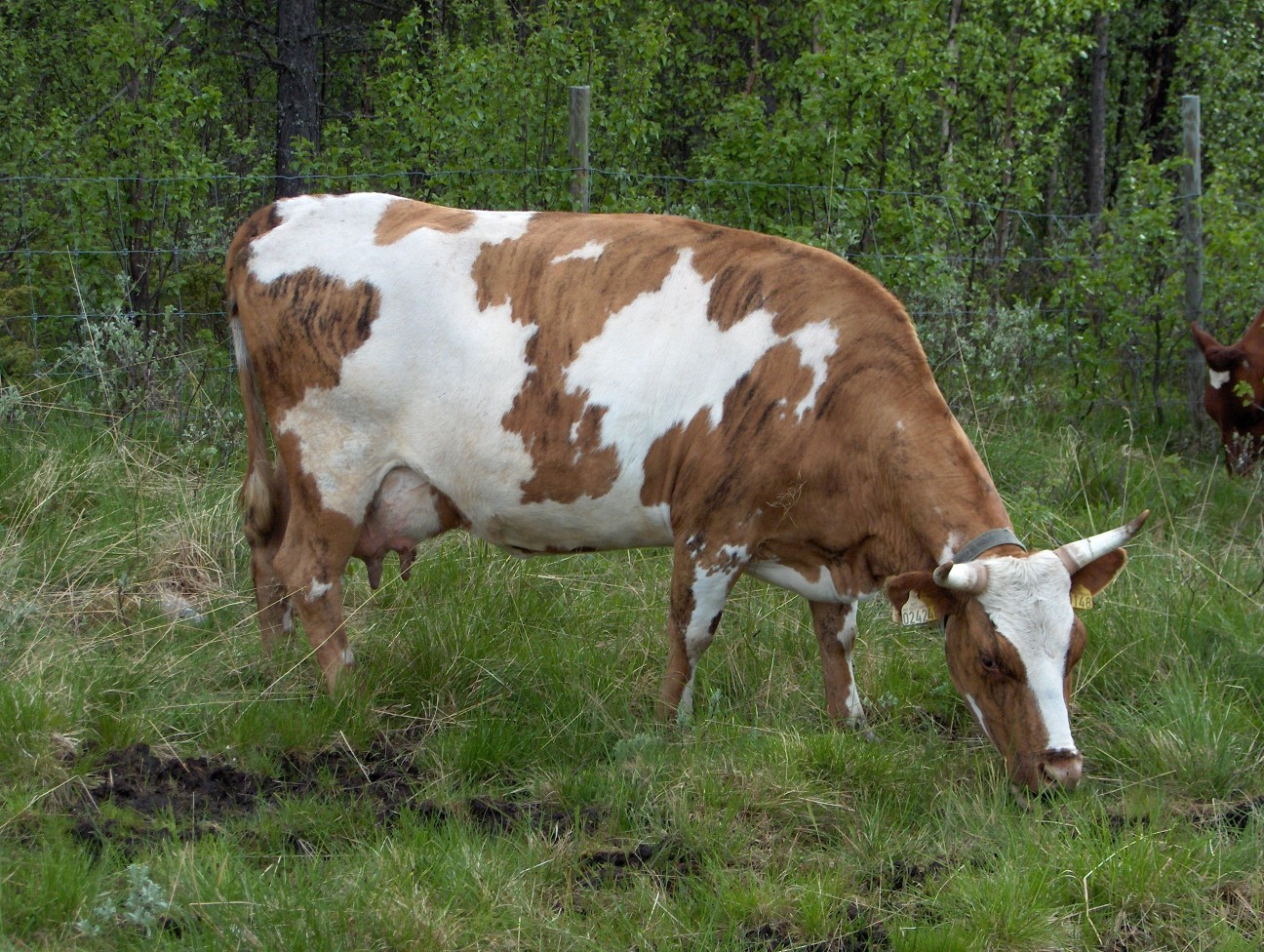 Rasebeskrivelse – Dølafelaget