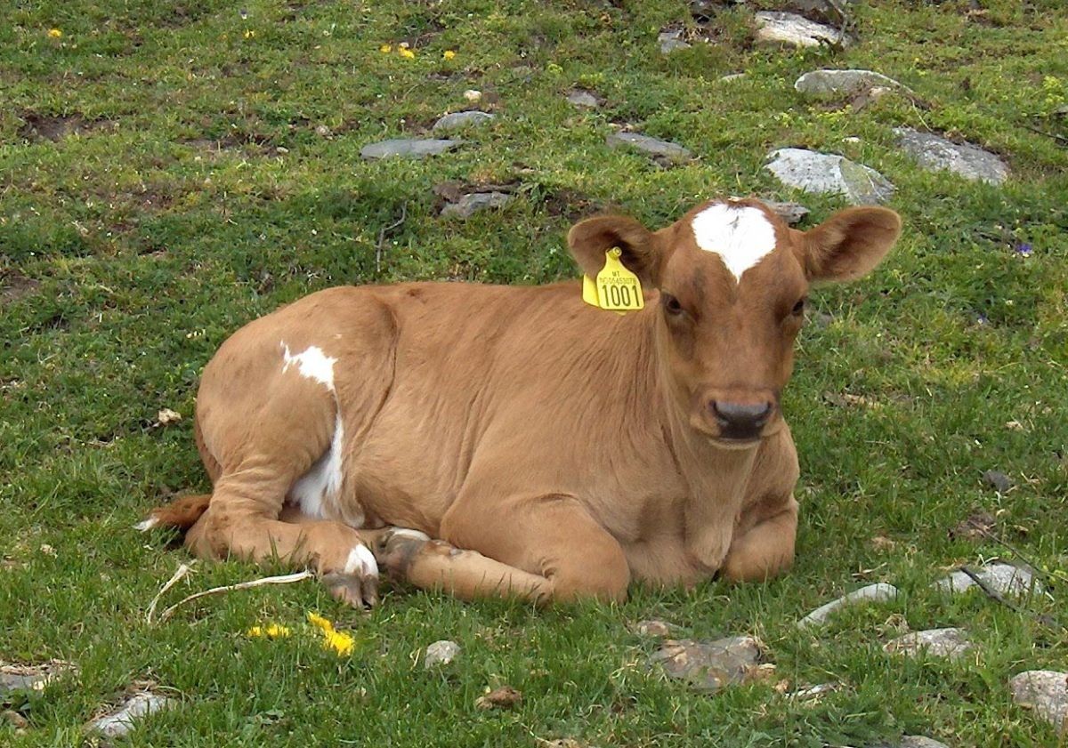 Rasebeskrivelse – Dølafelaget