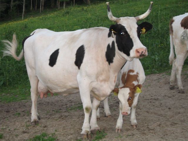 Rasebeskrivelse – Dølafelaget