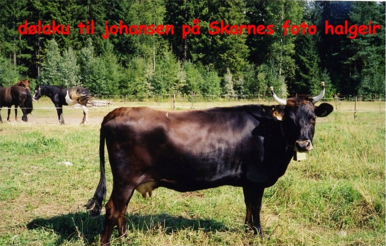 Rasebeskrivelse – Dølafelaget