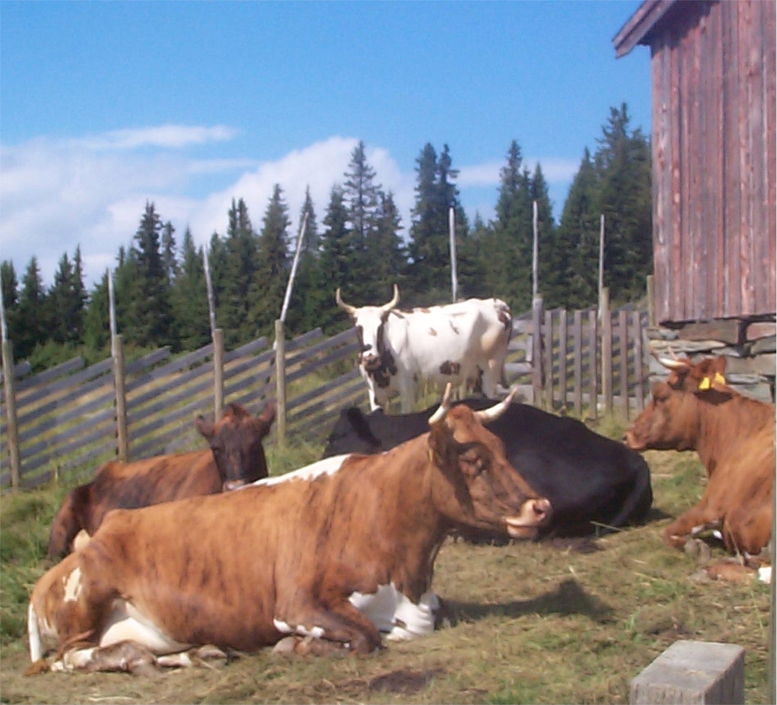 Rasebeskrivelse – Dølafelaget