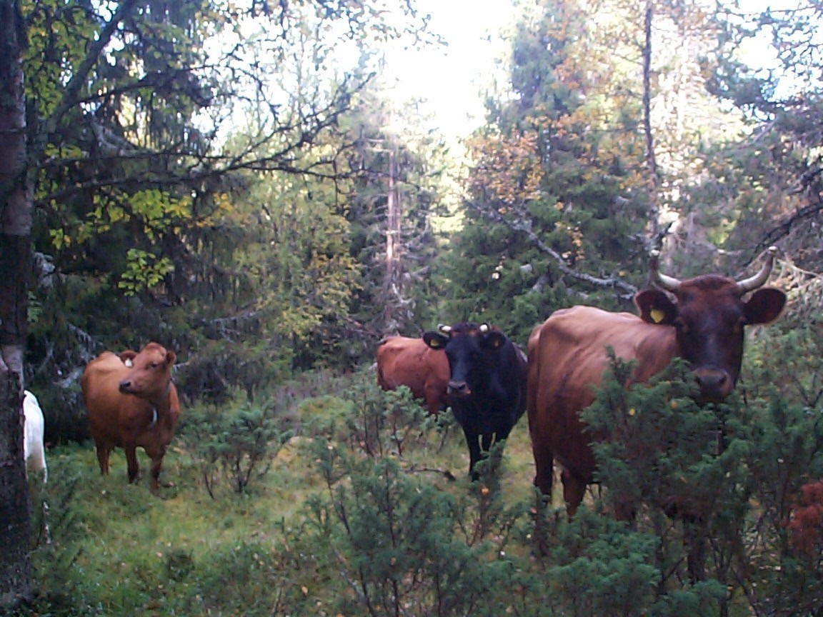 Rasebeskrivelse – Dølafelaget
