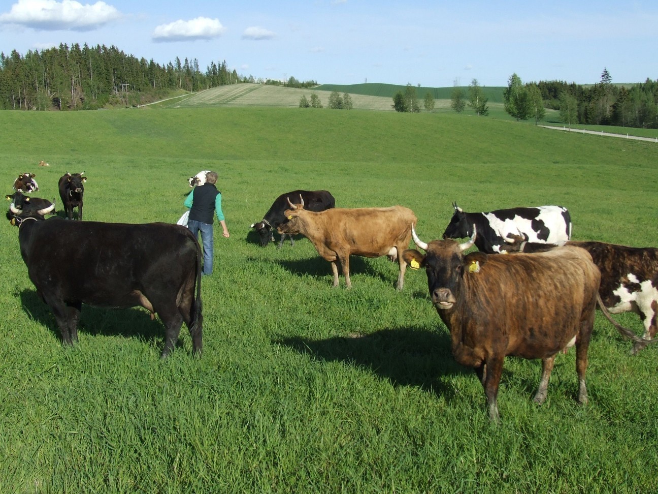 Rasebeskrivelse – Dølafelaget