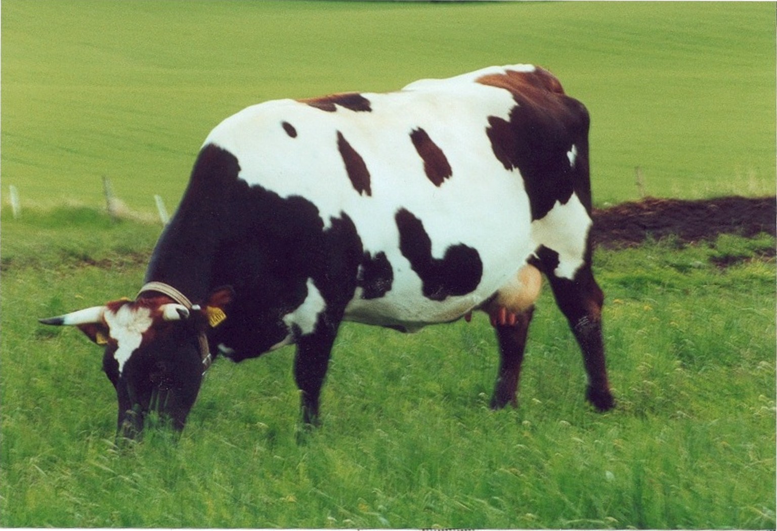 Rasebeskrivelse – Dølafelaget