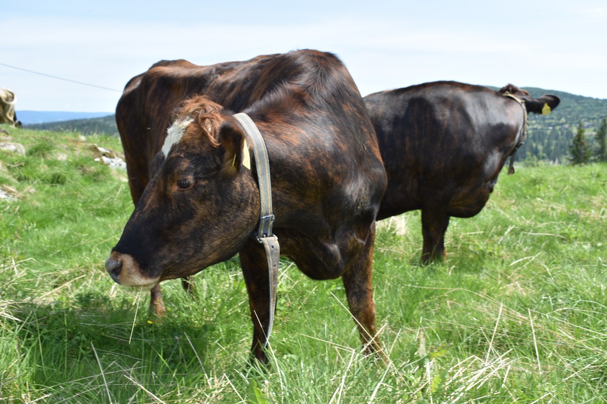 Veileder kjøp og salg – Dølafelaget