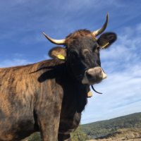 Fagdag 2023 – Dølafelaget