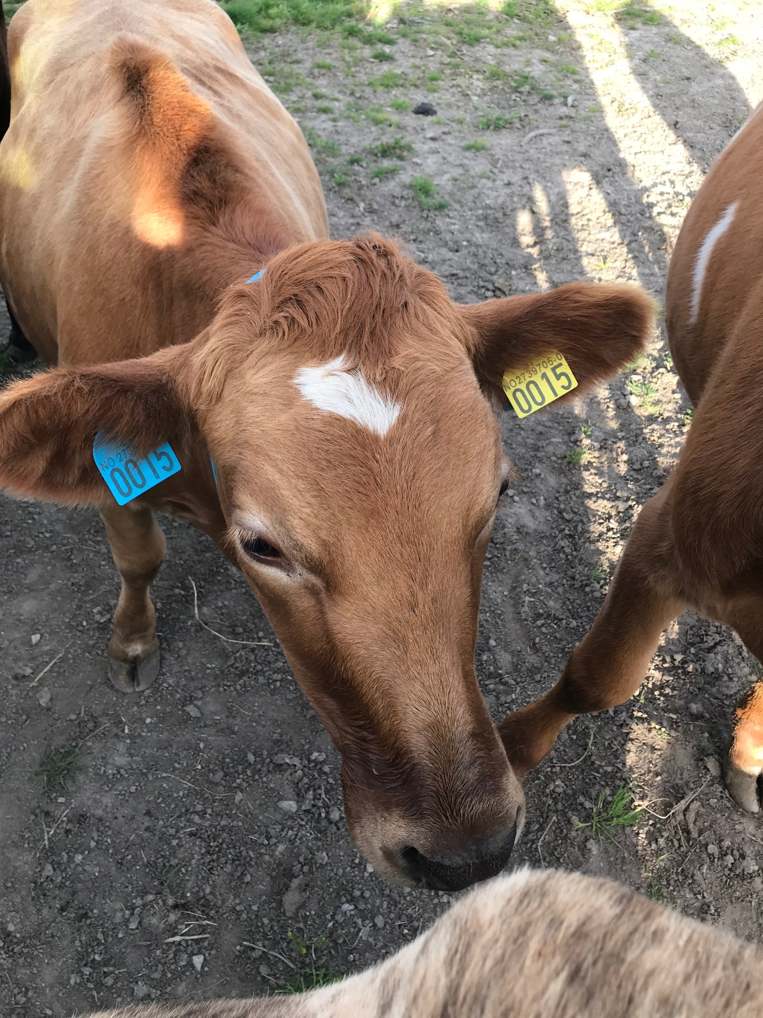 Innsendte bilder november 2021 – Dølafelaget