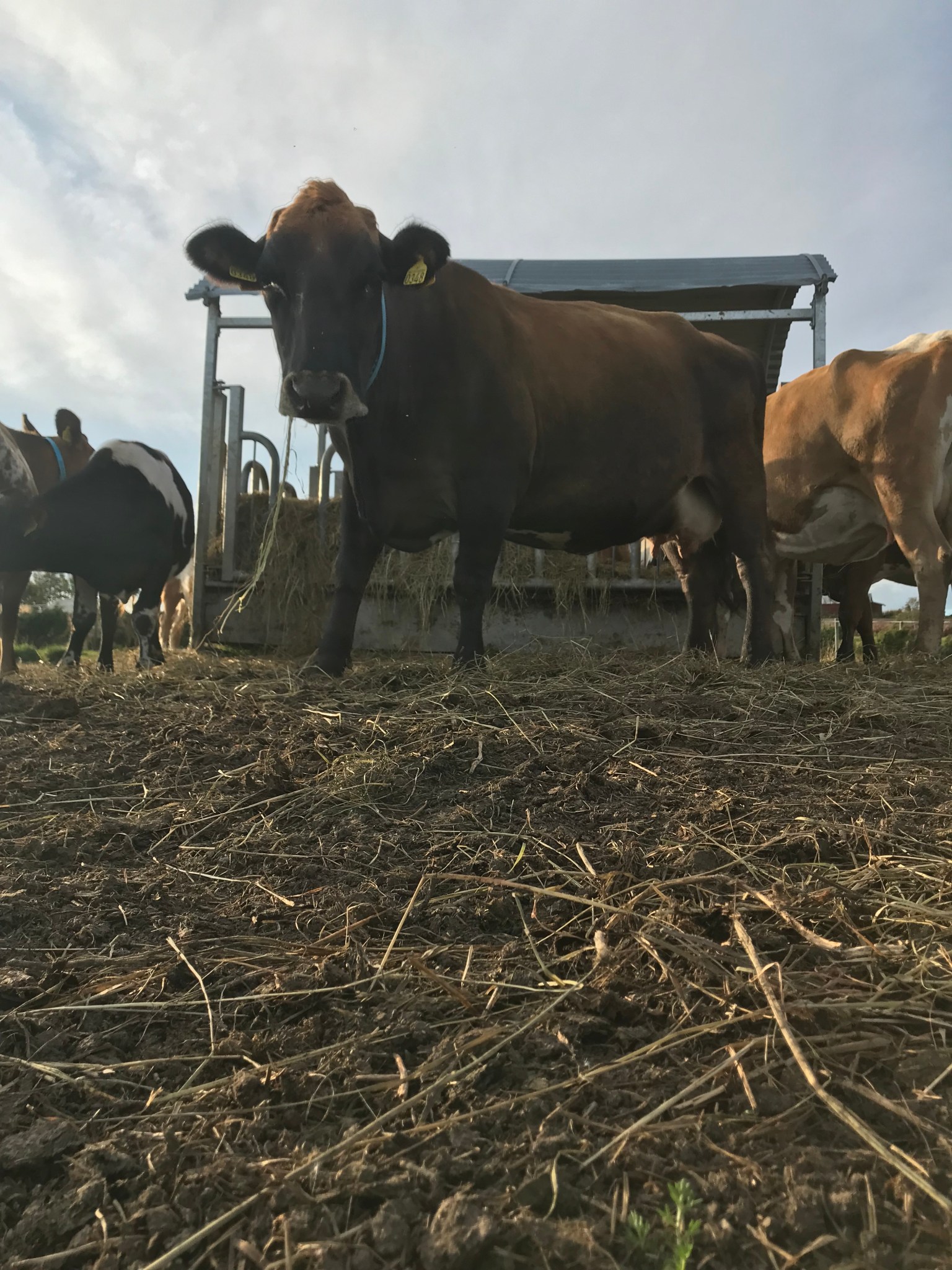 Innsendte bilder november 2021 – Dølafelaget